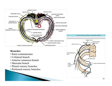 Thoracic Cage Thoracic Inlet Pdf