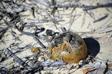 말 똥 곰 팡이 Pisolithus Arhizus 작은 말리 화재 흔적에 성장 하는 로얄 국립 공원 시드니 Nsw 호주 또한