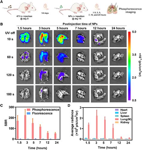 Phosphorescence Imaging In Lung Metastases Model By Intravenous