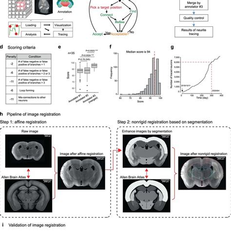 Single Neuron Projectome Of Mouse Prefrontal Cortex Request Pdf