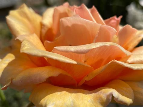 Solve Roses Jigsaw Puzzle Online With 80 Pieces
