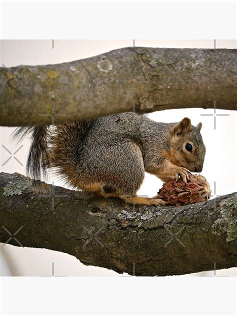 Póster Ardilla Comiendo En La Rama De Un árbol De Ksbaesthetics