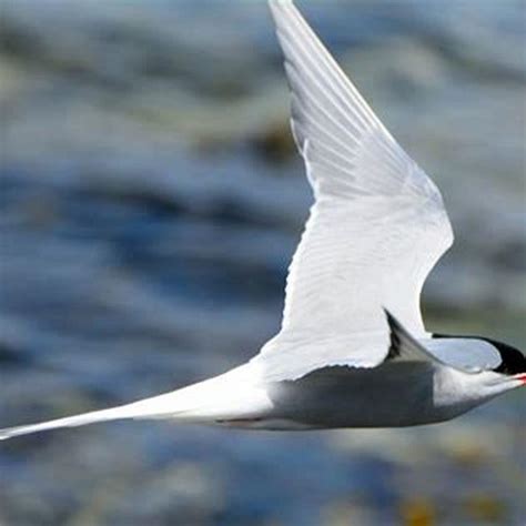 What Does An Arctic Tern Look Like Diy Seattle