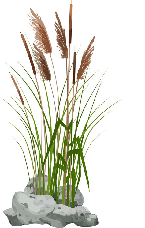 Hand Drawn Reed Or Pampas Grass Surrounded By Gray Stones Cane