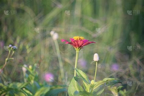紫色野生圆锥花生长