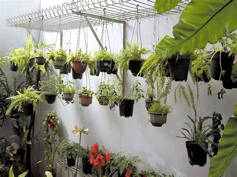 Janda Bolong Dan 4 Jenis Tanaman Hias Yang Bisa Ditanam Di Rumah Depo