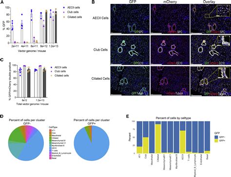 Population Wide Gene Disruption In The Murine Lung Epithelium Via AAV