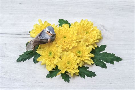 흰색 나무 배경에 노란색 꽃 새 봄의 개념 부활절과 국제 여성의 날 클로즈업 상단보기 배경 평면 평신도 0명에 대한 스톡 사진