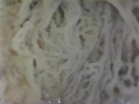 Up Close Jun Scoby Slightly Abnormal R Kombucha