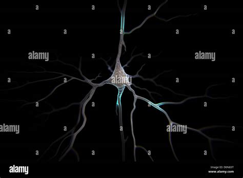 Pyramidal Neurons Or Pyramidal Cells Are Type Neuron Found In Brain