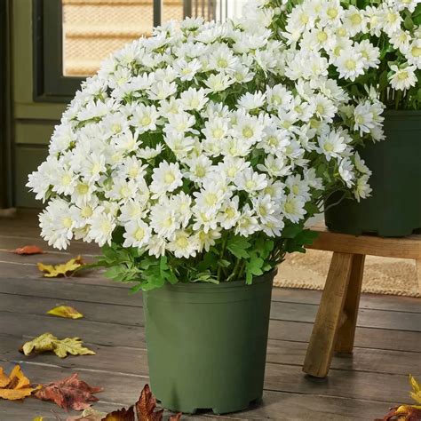 Artificial Mums For Outdoorsartificial Sunset Mumssunset Mums Flowers