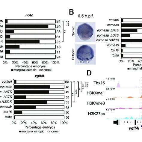 Eomesa Is A More Potent Inducer Of Endoderm Organiser And Dorsal