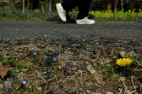 個別京都新聞写真コンテスト春めく足音の写真画像 kartu s fotolife