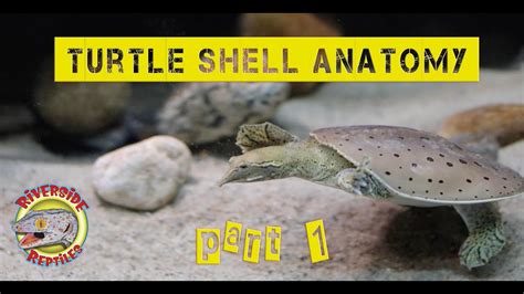 Turtle Shell Anatomy Part 1 Youtube