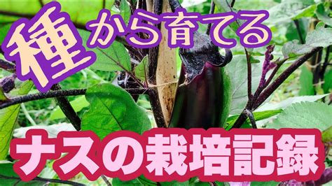種から育てるナスの栽培早生真黒茄子種まきから収穫まで252日間の栽培記録 YouTube