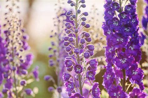 Delphinium Elatum New Zealand Hybrid Mix Green And Gorgeous Flowers