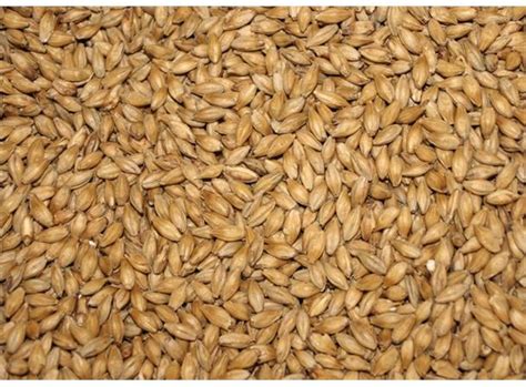 Diastatic Barley Malt 25kg Hel Enzym malt 4 5 EBC 2 L Strømmen
