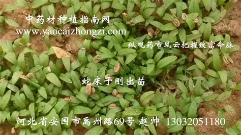 蛇床子种子 蛇床子价格 蛇床子图片 价格行情中药材种植指南网 发展品种