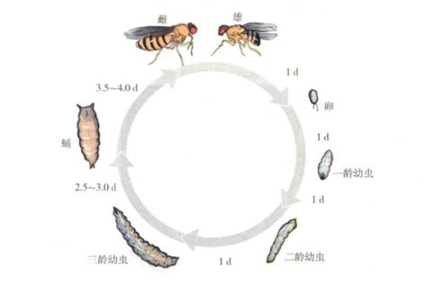 果蝇（果蝇科昆虫的通称） 百度百科
