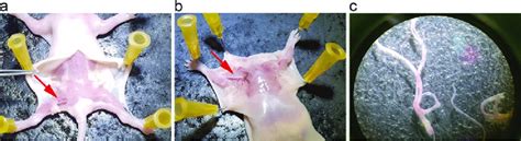 Dissection Of Sciatic Nerves And Brachial Plexus A Sciatic Nerves Download Scientific