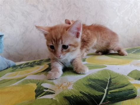 Отдам котят в хорошие руки приучены к лотку кушают сами Пишите в