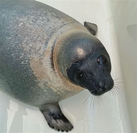 Ponsuke The Ringed Seal With A Unique Look