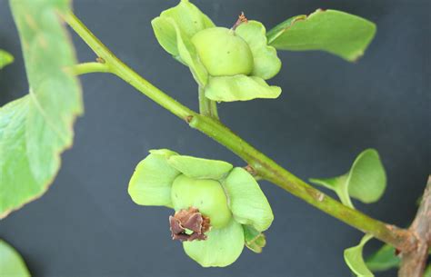 Fuyu Flower And Fruit Development Fruit And Nut Research And Information Center