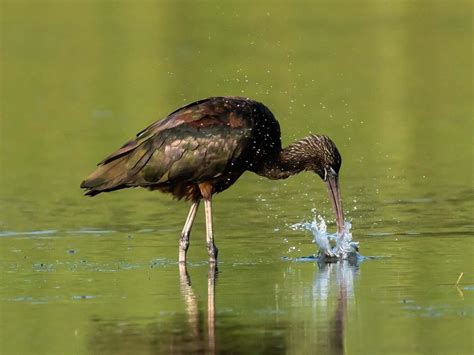 Glossy Ibis Walberswick