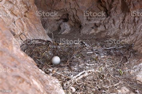 Vulture Nest With An Egg In Spring Built With Branches In A Rock Cave