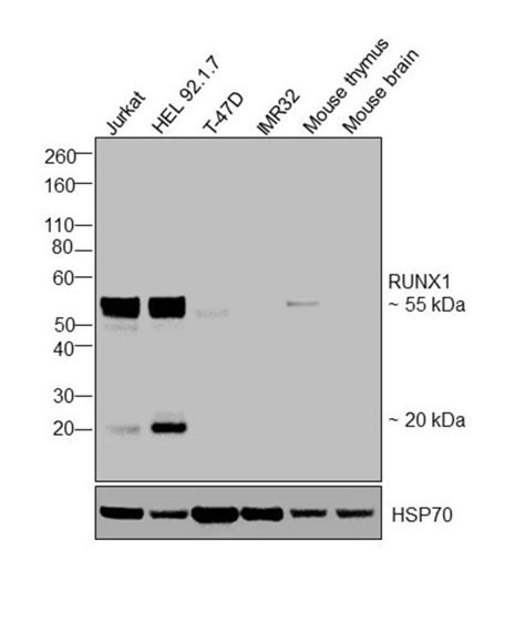 Runx1 Polyclonal Antibody Invitrogen 100 μg Unconjugatedantibodies