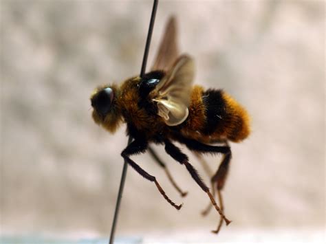 Discussion Forum Sardinia Cephenemyia Hypoderma