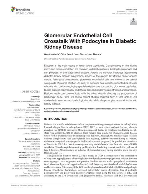 Pdf Glomerular Endothelial Cell Crosstalk With Podocytes In Diabetic