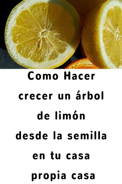 Como Hacer crecer un árbol de limón desde la semilla en tu casa propia