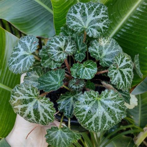 Strawberry Begonia A Perfect Beginners Houseplant