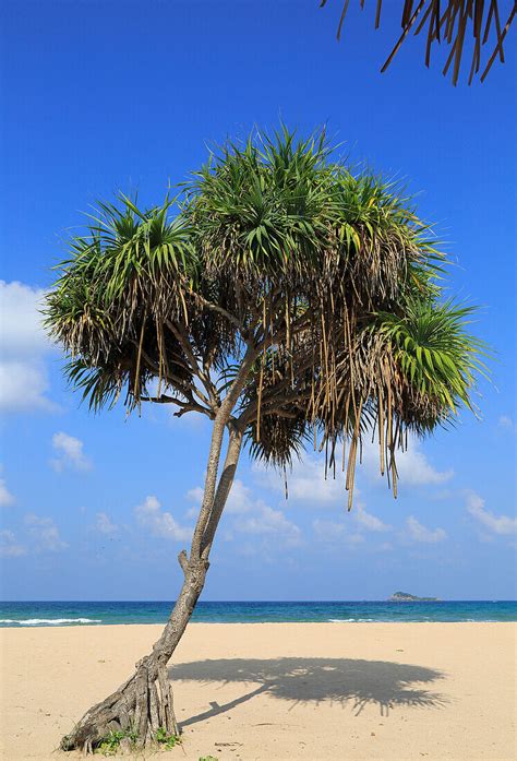 Pandanus Palm Trees Growing On Sandy … License Image 71457404