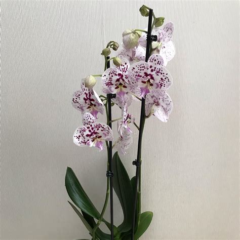 Орхидеи Харьков 1 Красотка камбрия для любителей экзотики Плотный цветок Ароматная Высота