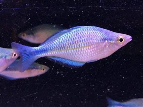Blue Rainbowfish Melanotaenia Lacustris