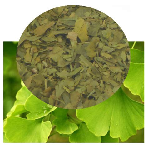 Ginkgo Biloba Organic Ginkgo Dried Leaf Shaman Australis Botanicals