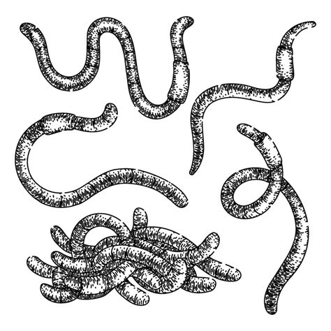 Worm Set Sketch Hand Drawn Vector 41499652 Vector Art At Vecteezy