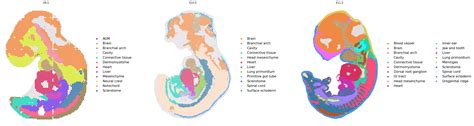 Spatiotemporal Trajectory Of Mouse Organogenesis Moscot Documentation