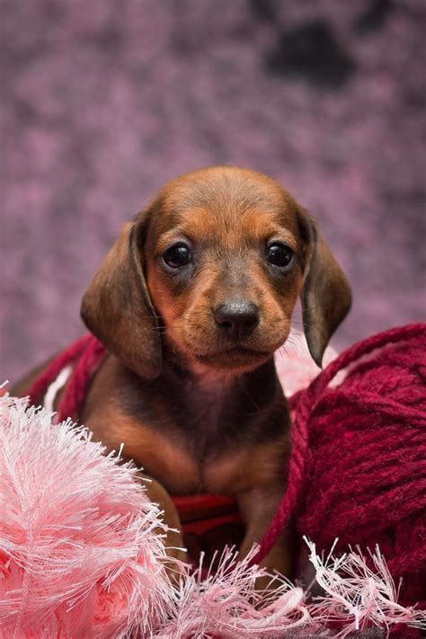A Lovely Wiener Dog Puppy Wiener Dog Puppies Dachshund Puppies