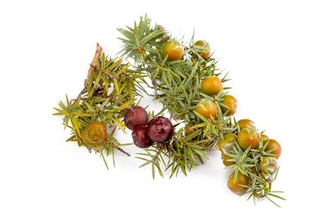 Premium Photo Juniper Plant On A White Background