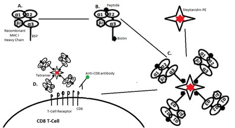 Mhc Tetramer Production A Soluble Mhc I Heavy Chain Tagged At The Download Scientific Diagram