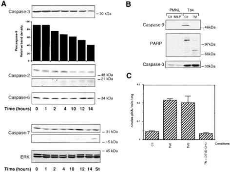 Experimental Conditions Mimicking Pathological Conditions Of Pmnl