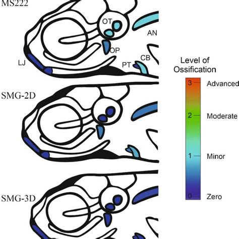 Overall Ossification Means Including All The Skeletal Elements By Download Scientific Diagram