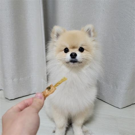 프리미엄 강아지 수제간식 꾹꾹이밥상 안심하고 먹일 수 있는 4종 간식 네이버 블로그