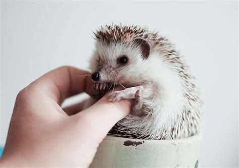 Hedgehog Quilling Everything You Need To Know