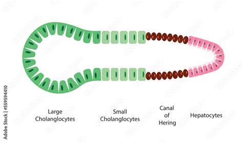 Cholanglocytes And Hepatocytes Connection Inside Liver Organ Stock