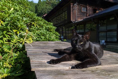 猫温泉 一日一猫