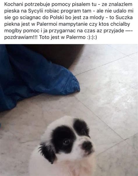 Mloda Suczka Debiutuje Telegraph